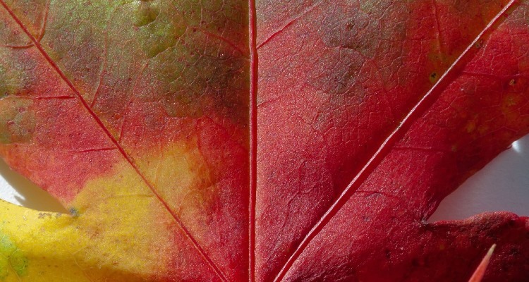 ¿Qué son las antocianinas y cómo funcionan? - CeNews