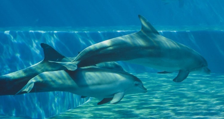 Nado con delfines en Cancún e Isla Mujeres - CeNews